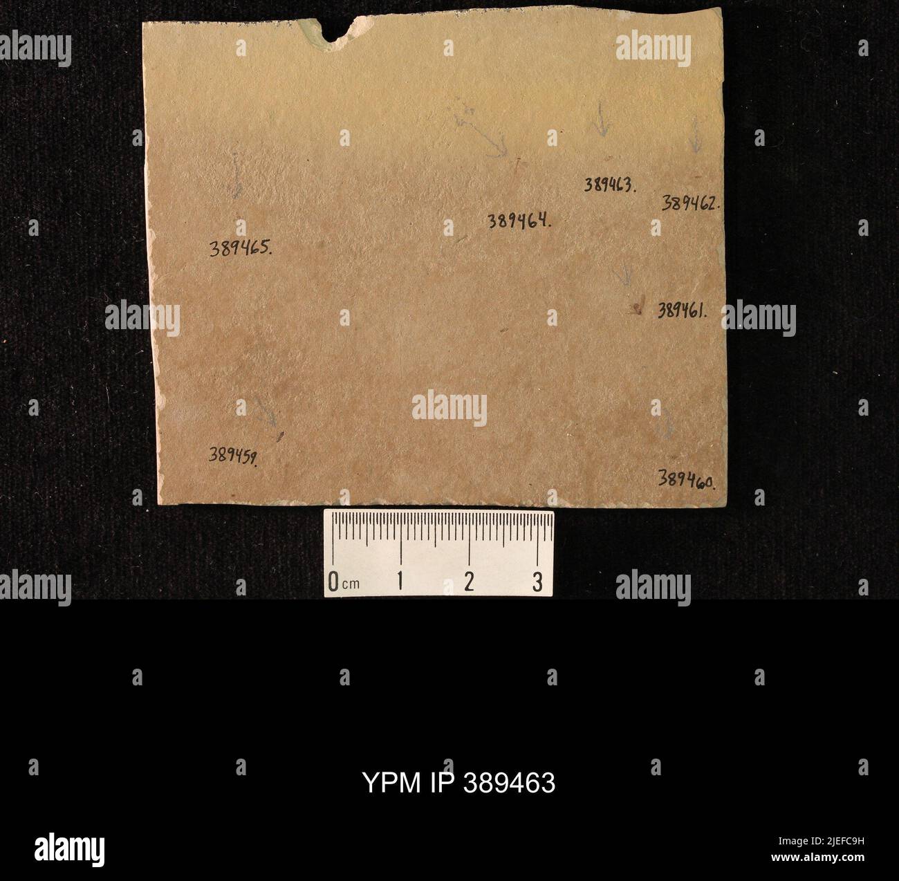 Undet pterygota animalia hi-res stock photography and images - Alamy