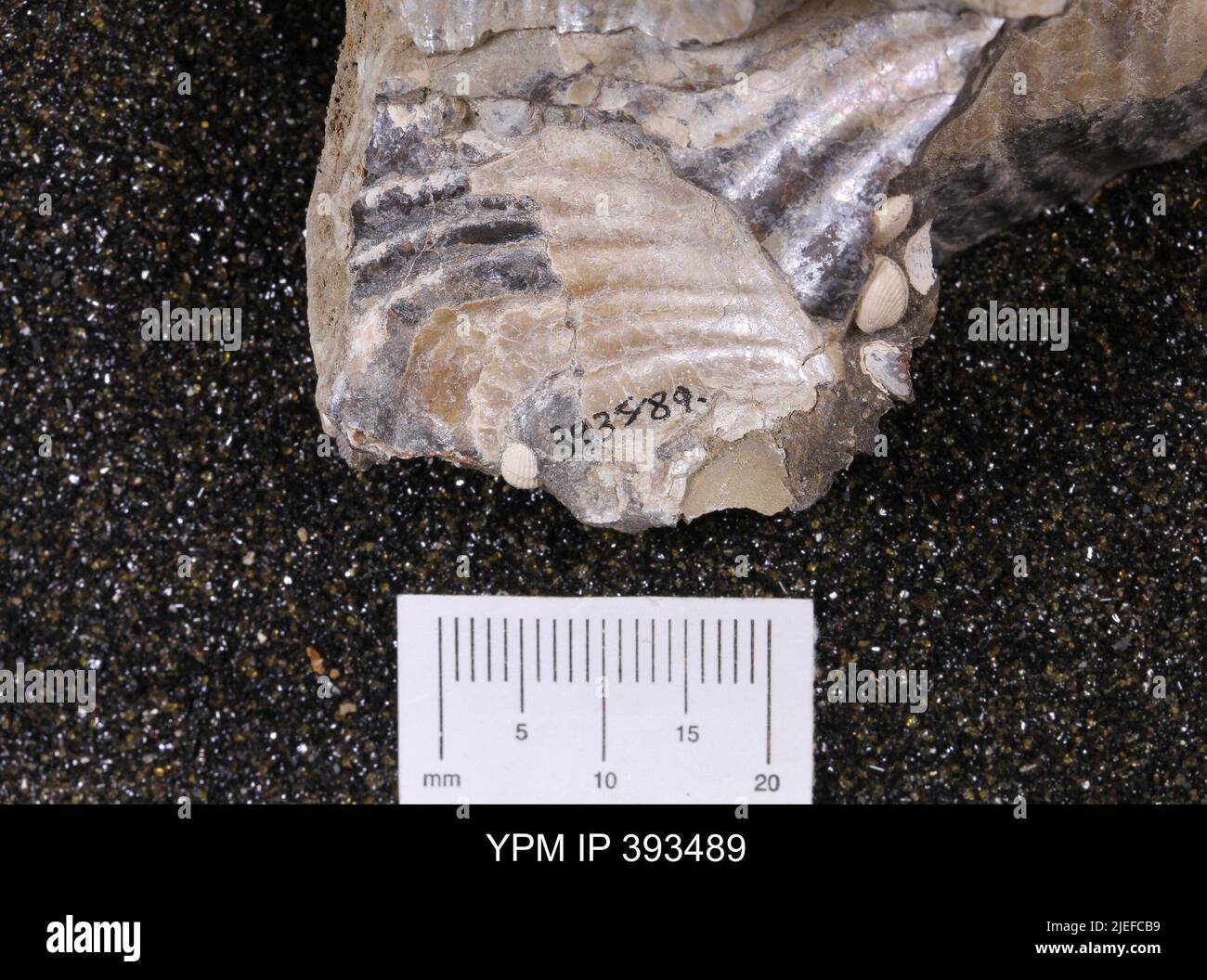 Inoceramus sp animalia hi-res stock photography and images - Alamy