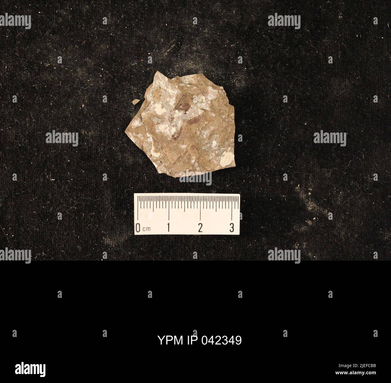 Diptera. IPC.01716: Wyoming. Lincoln County. Fossil Station. dark bed ...