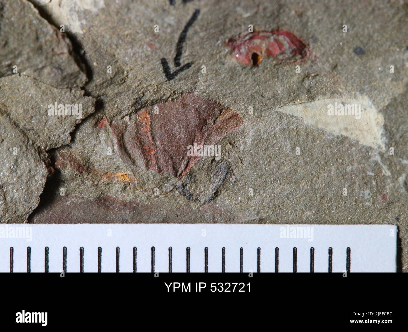 Cothurnocystis sp animalia hi-res stock photography and images - Alamy