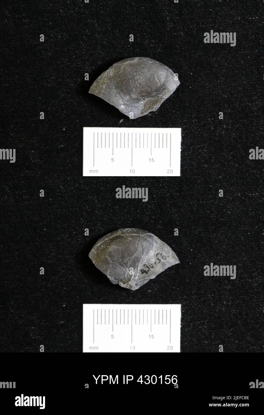 Ammonoidea order hi-res stock photography and images - Alamy