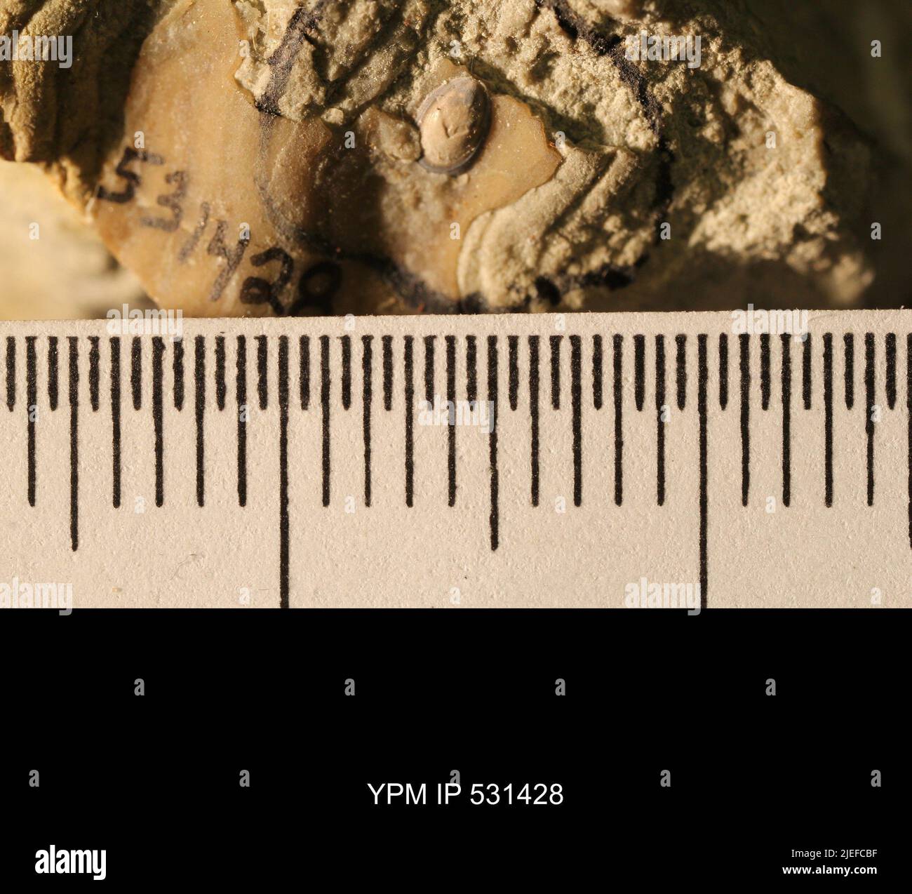 Lingula sp animalia hi-res stock photography and images - Alamy