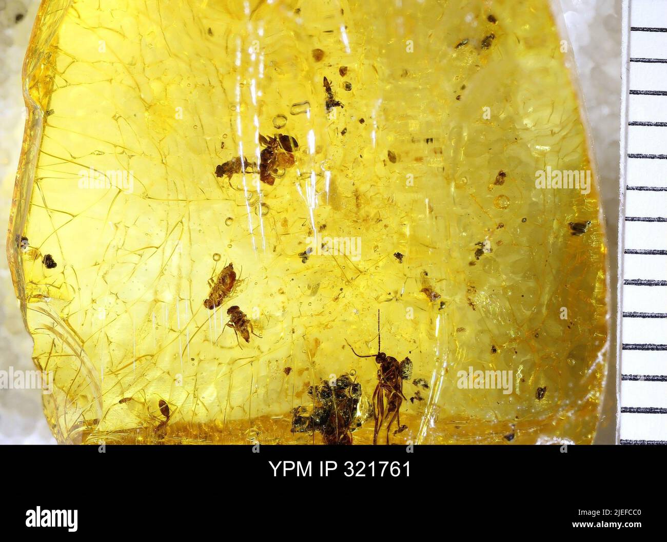 Ecological movements hi-res stock photography and images - Alamy
