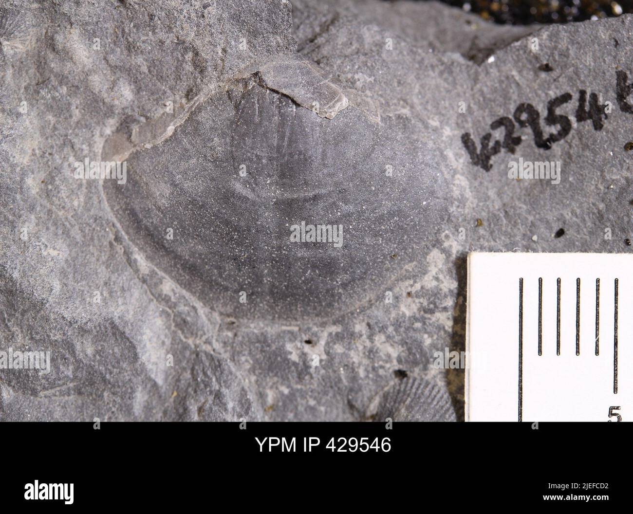 Athyris spiriferoides Eaton Stock Photo - Alamy