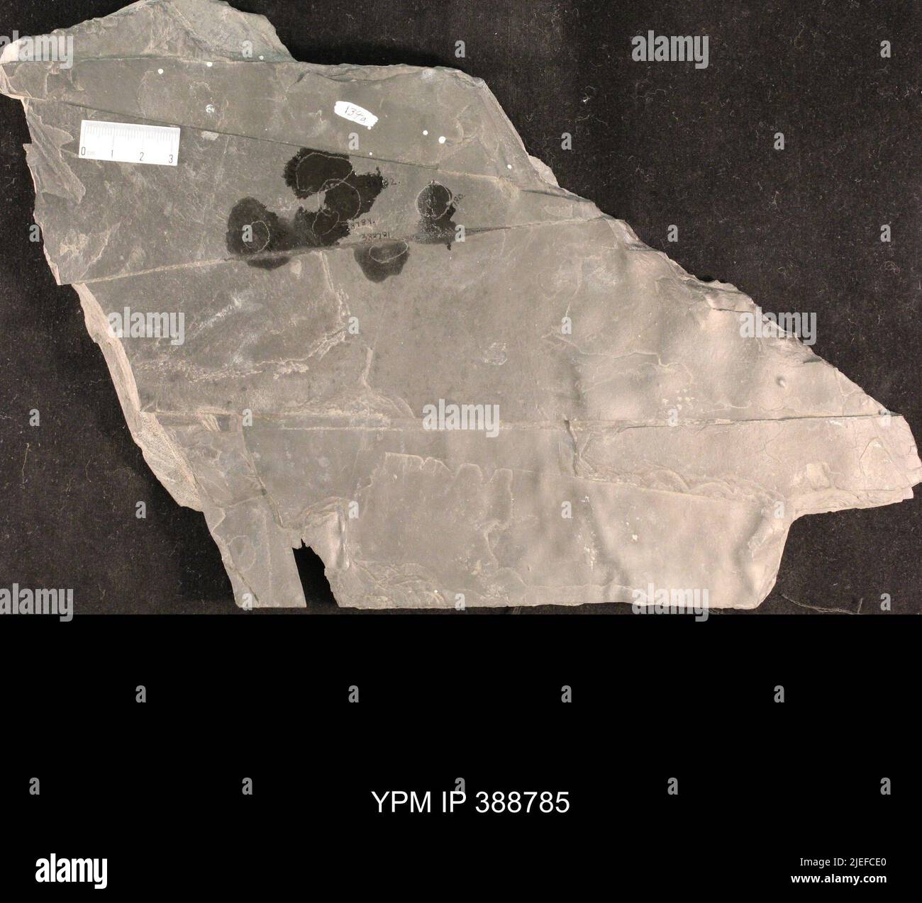 Undet heteroptera animalia hi-res stock photography and images - Alamy