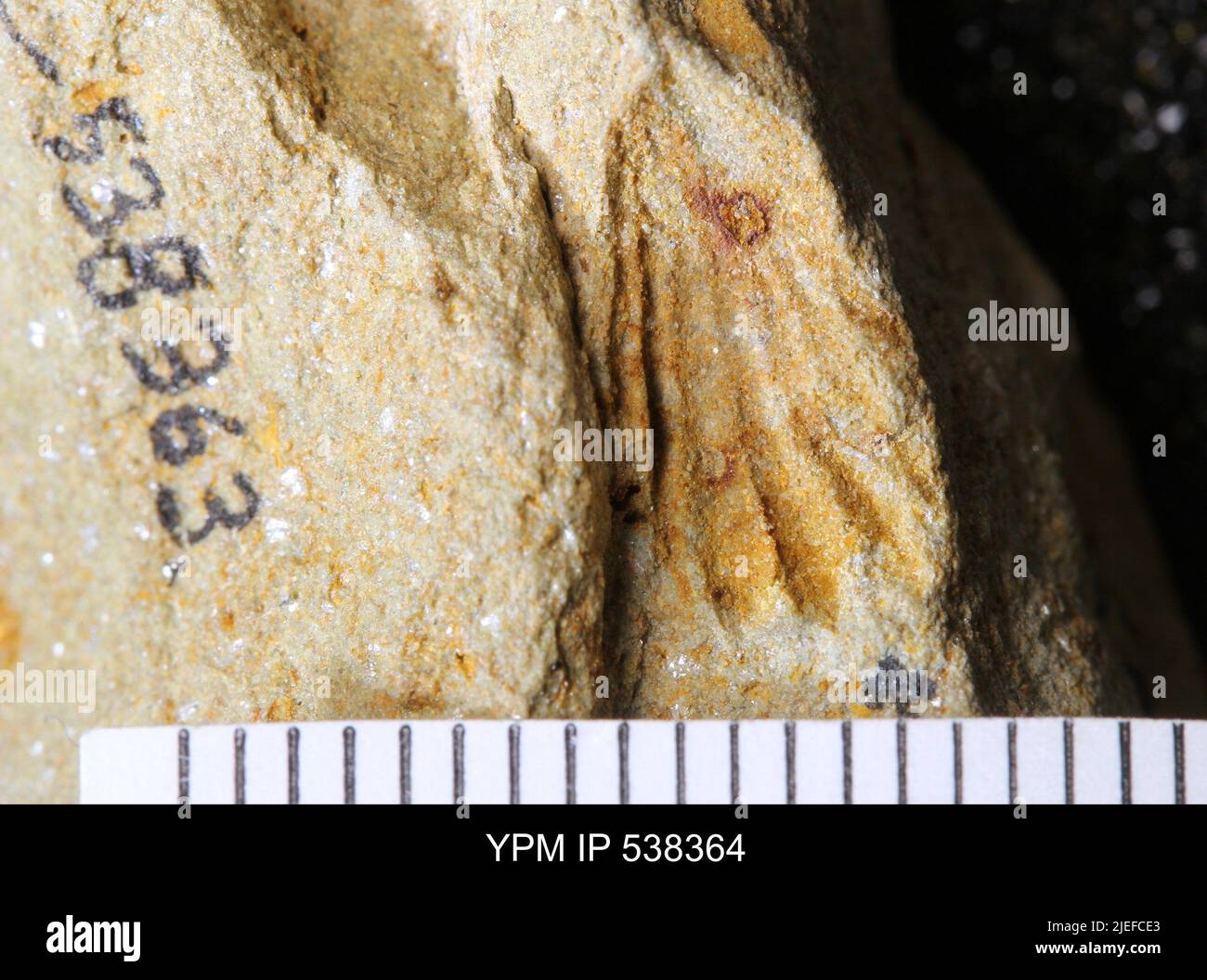 Undet rhynchonelliformea animalia hi-res stock photography and images ...