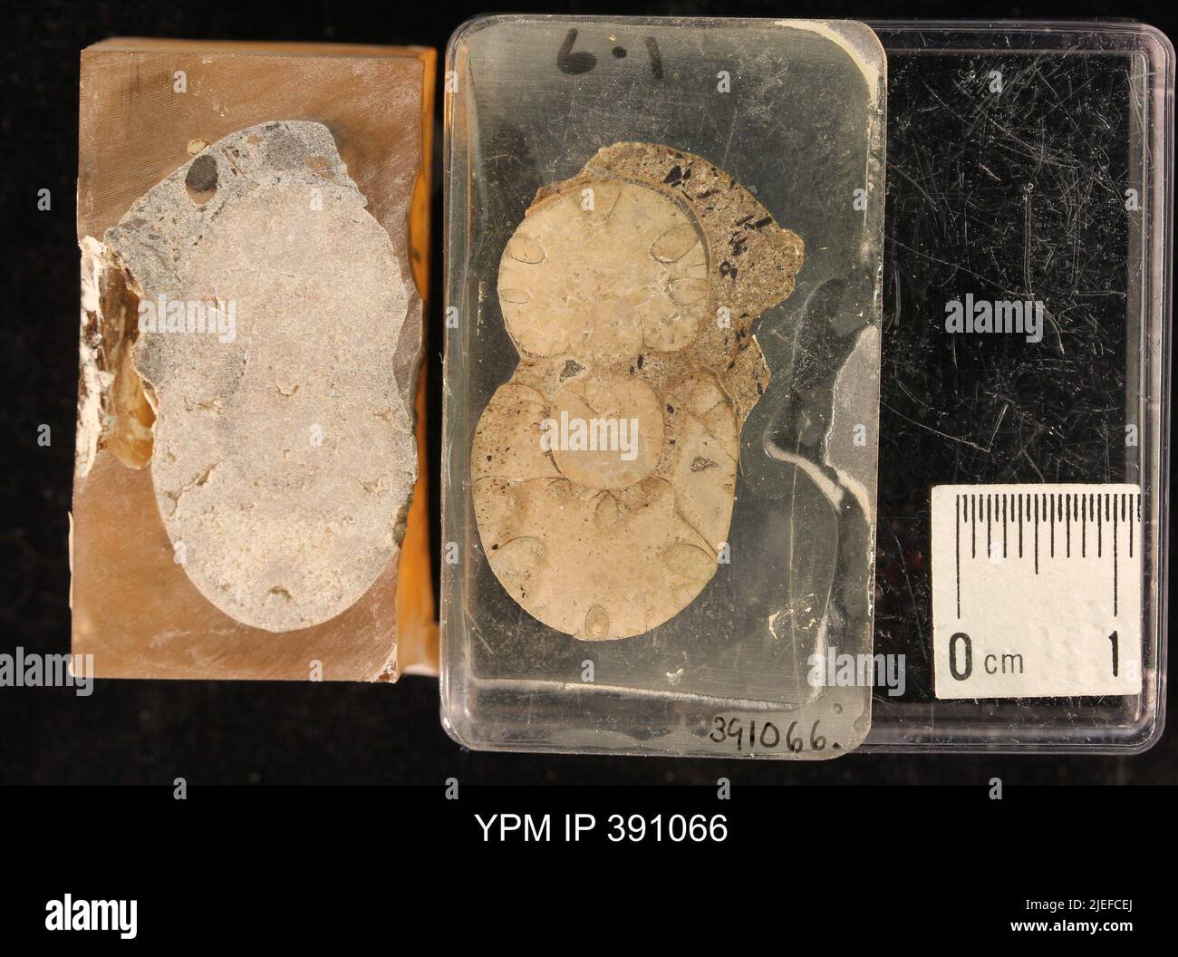 Scaphites whitfieldi Cobban Stock Photo - Alamy