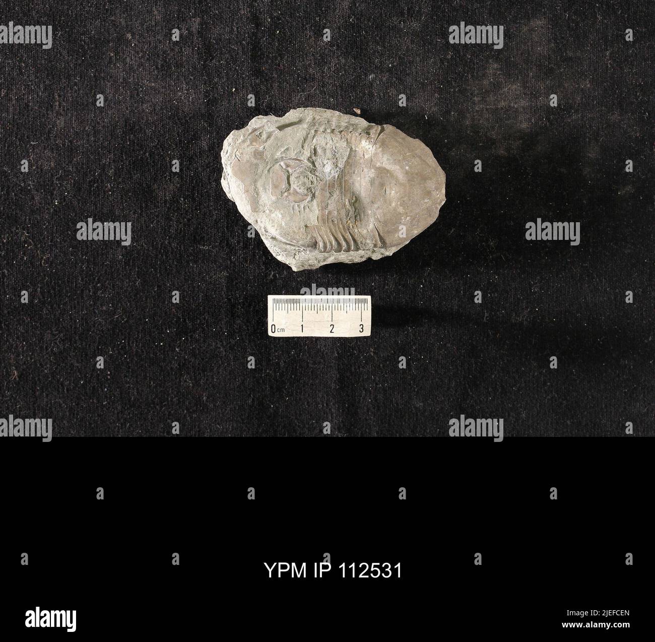 Isotelus hi-res stock photography and images - Alamy