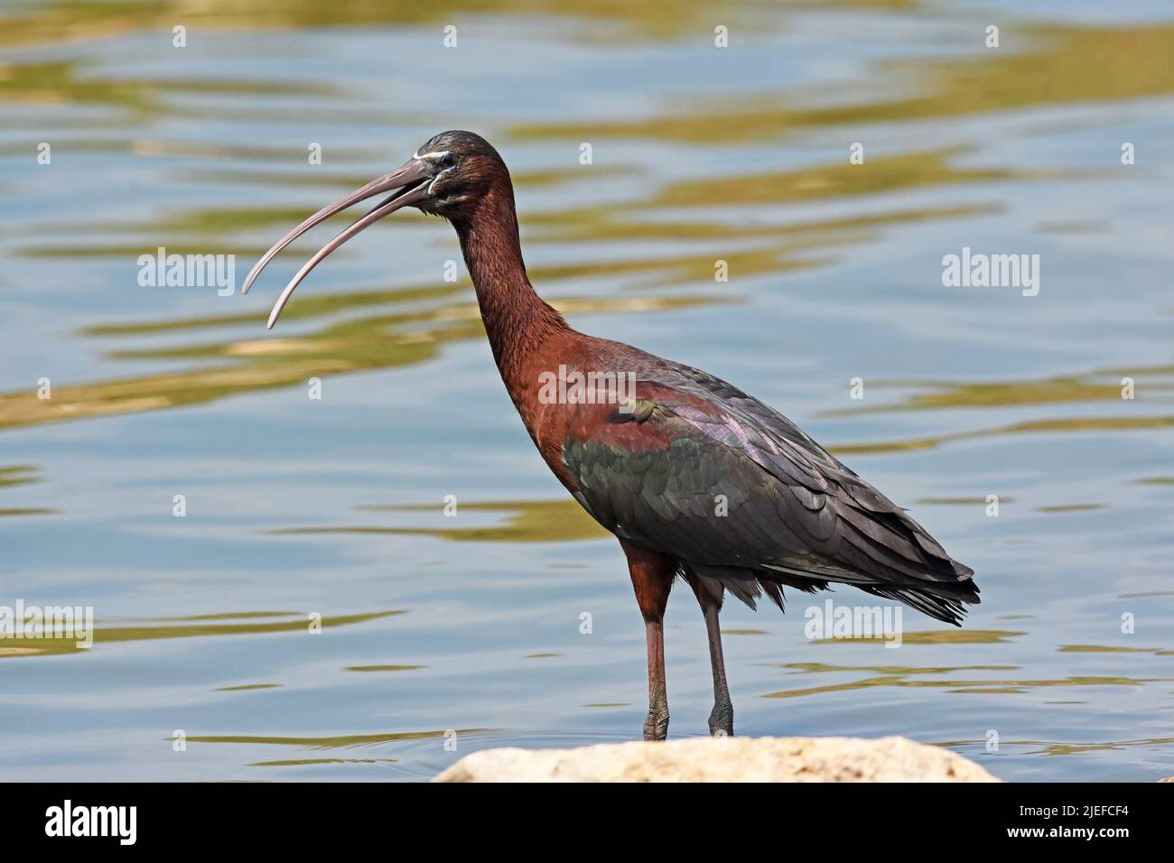 Glossy Ibis open beak Stock Photo - Alamy