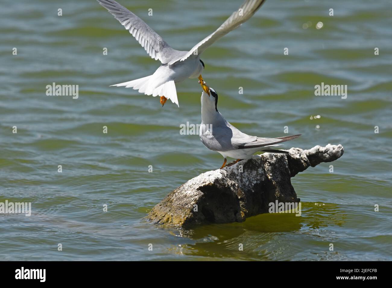 Animal mating gift hi-res stock photography and images - Alamy