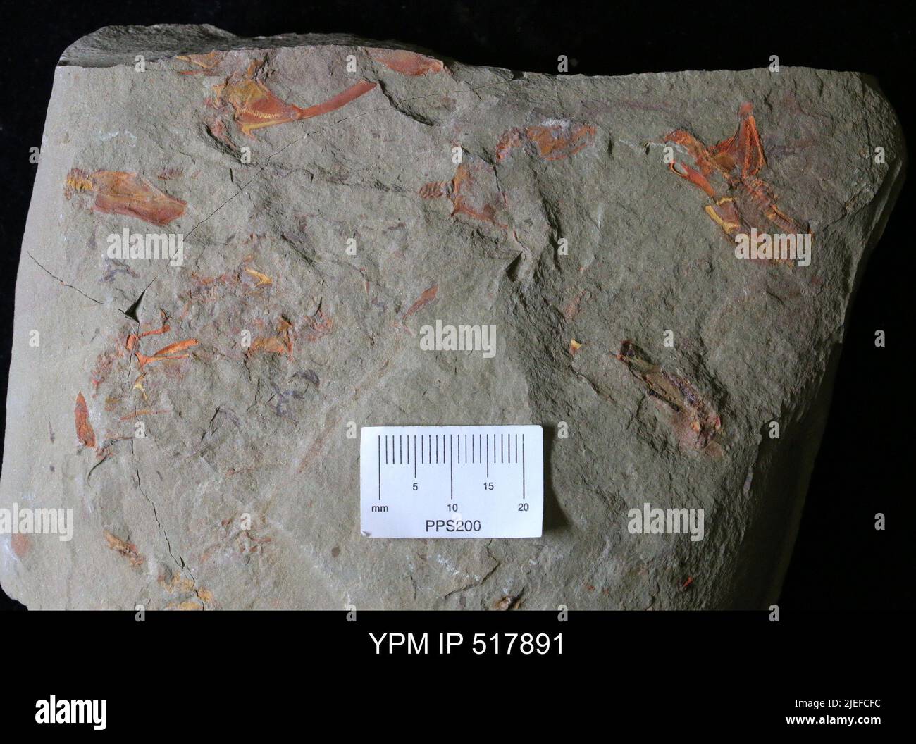 Cothurnocystis hi-res stock photography and images - Alamy