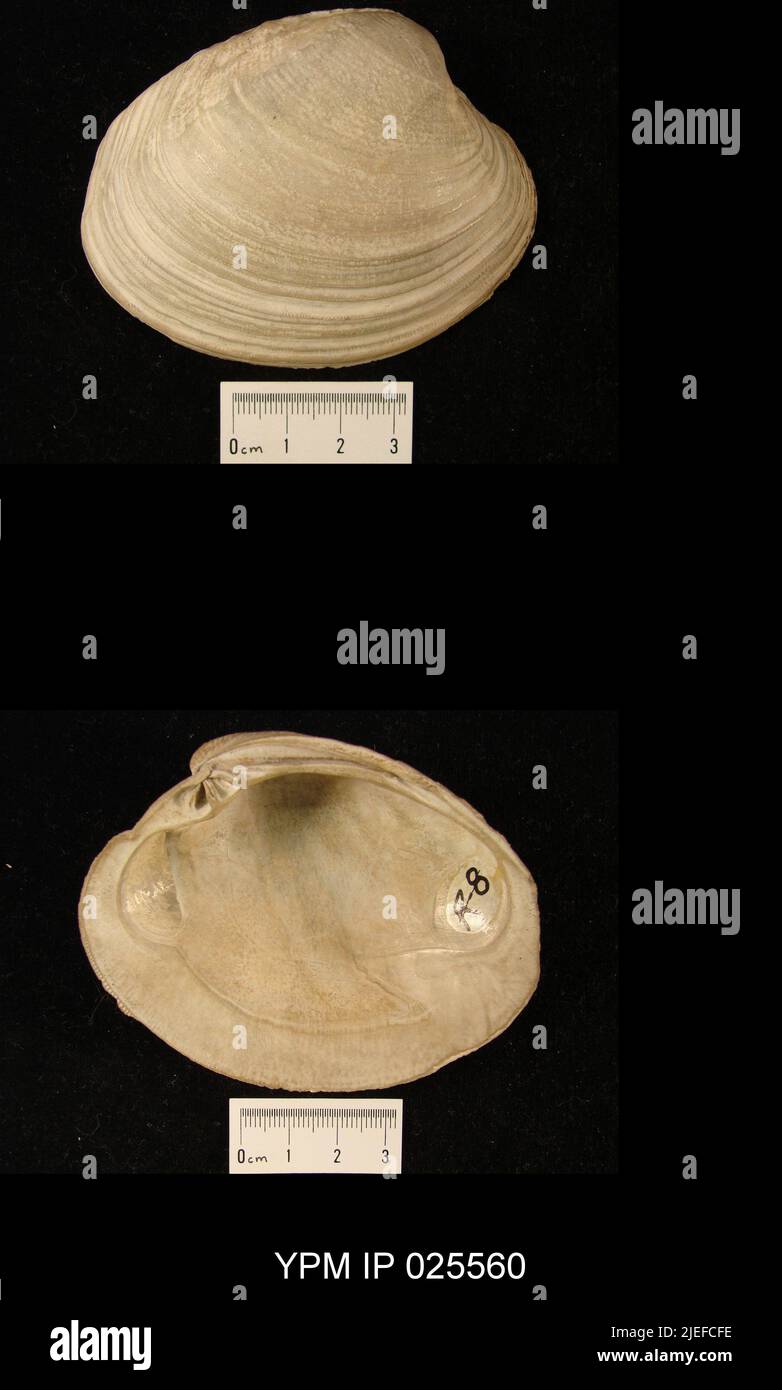 Cytherea hi-res stock photography and images - Alamy