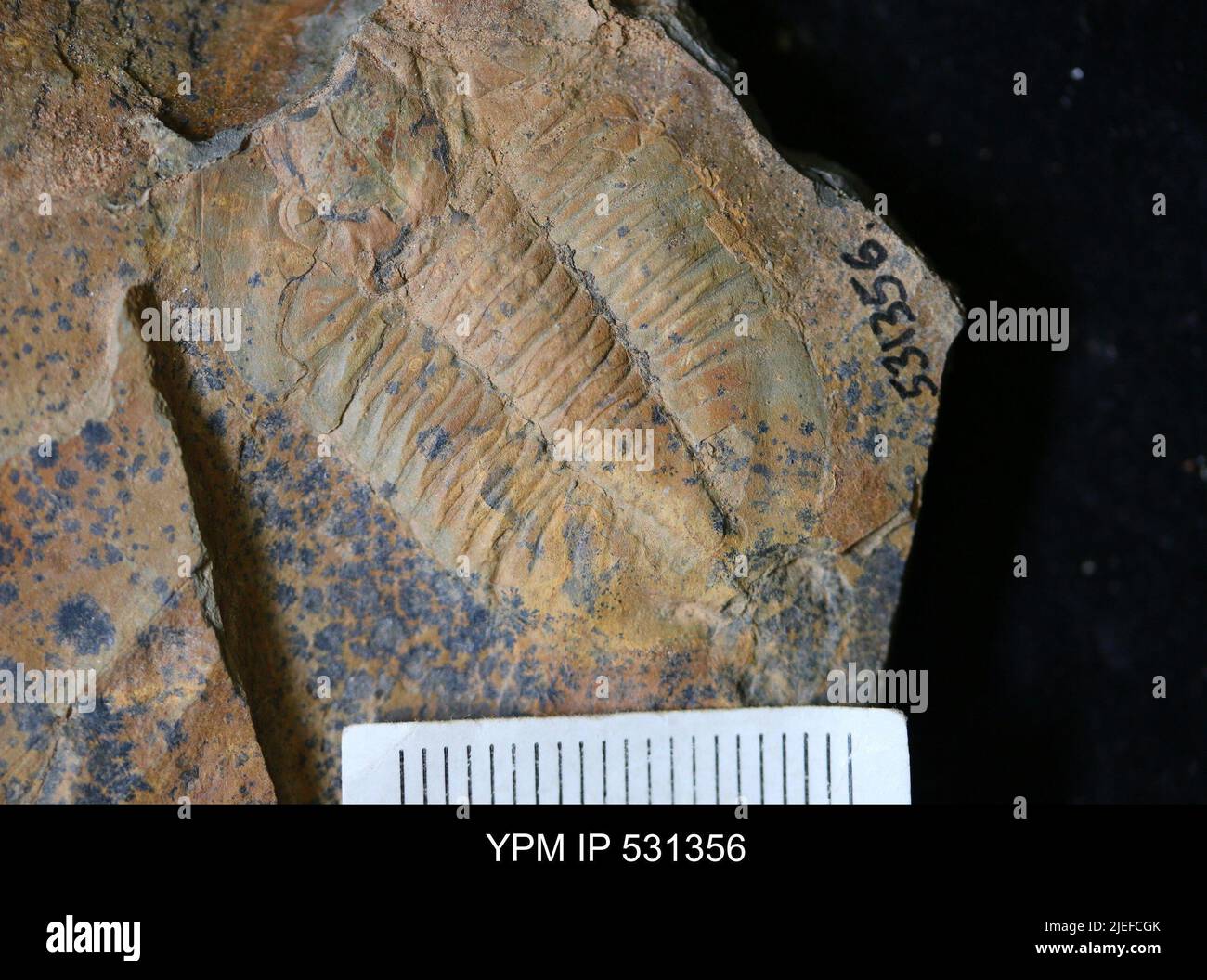 Undet trilobita animalia hi-res stock photography and images - Alamy