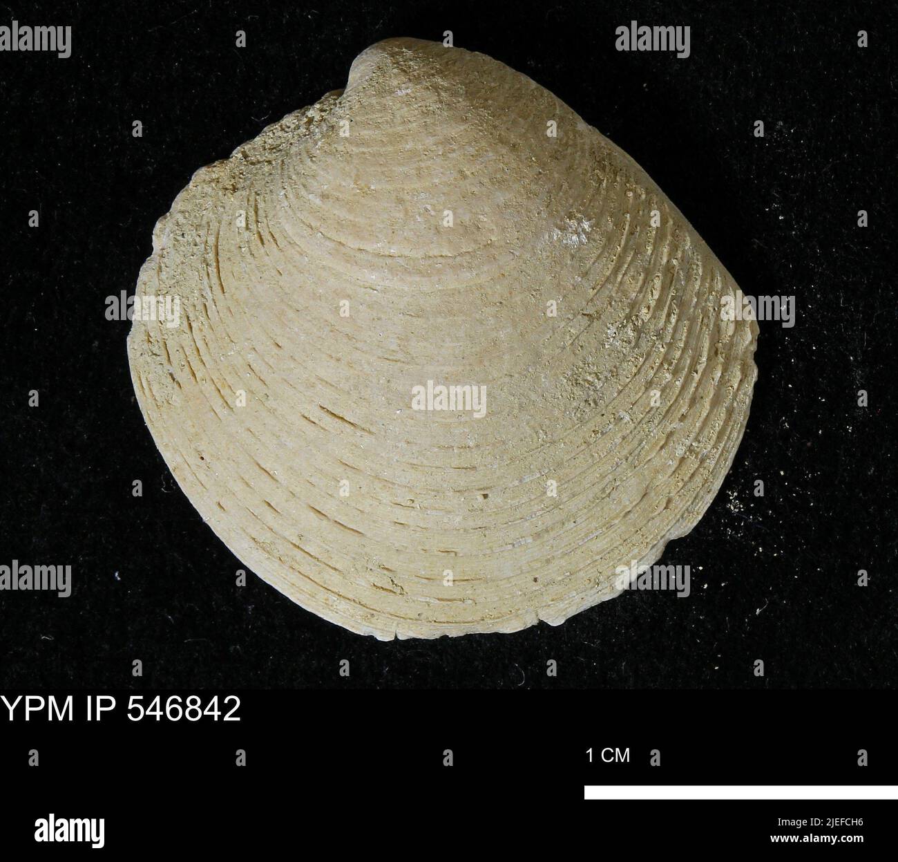 Venus mercenaria antiqua verrill hi-res stock photography and images ...