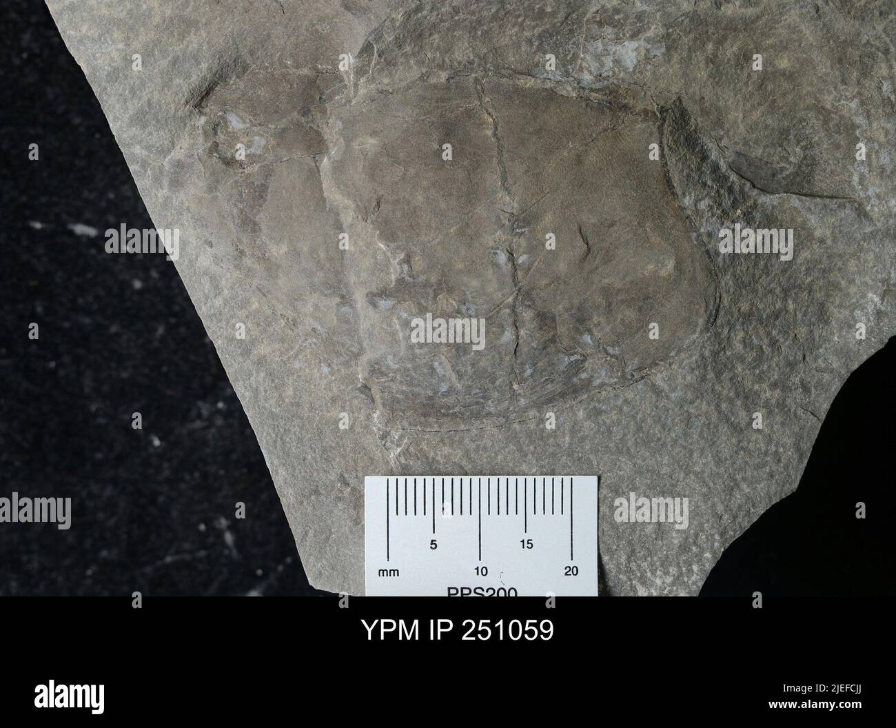 Phyllocarida hi-res stock photography and images - Alamy
