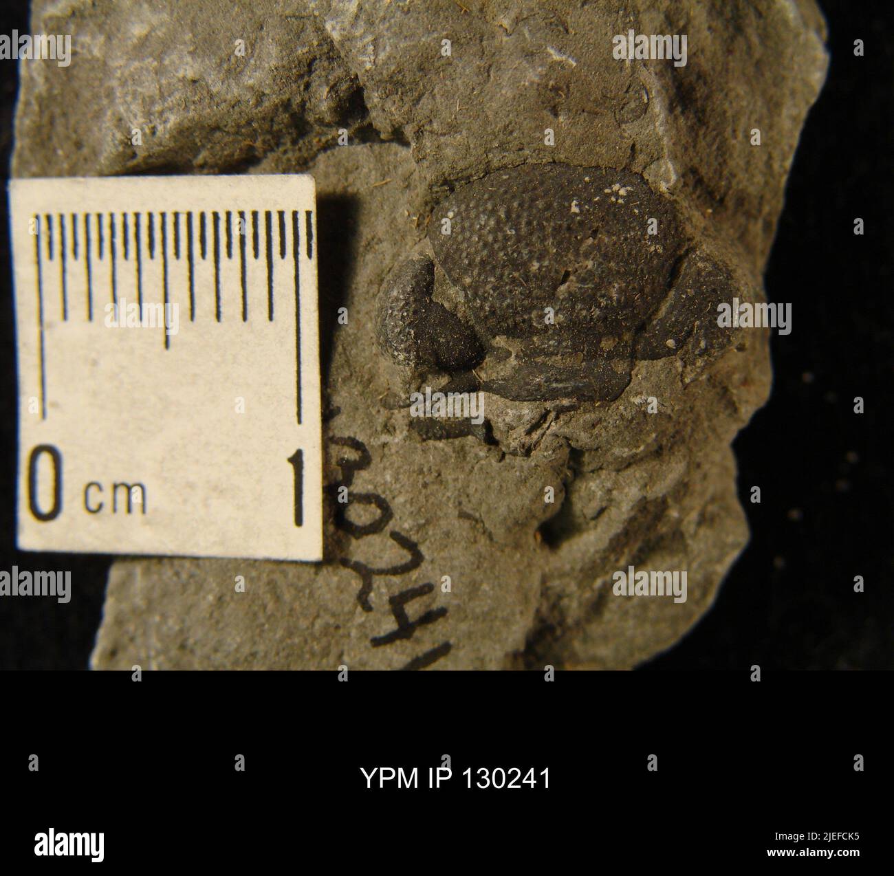 Eldredgeops rana (Green Stock Photo - Alamy