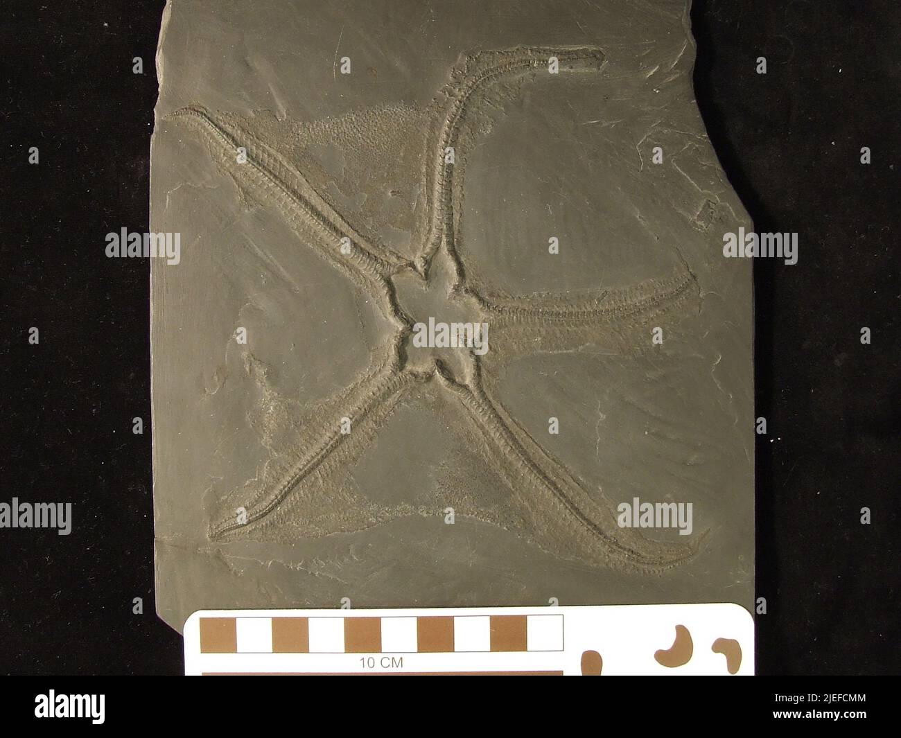 Cheiropteraster giganteus Sturtz Stock Photo - Alamy