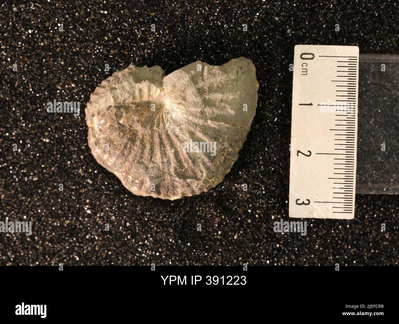 Ammonite sutures hi-res stock photography and images - Alamy