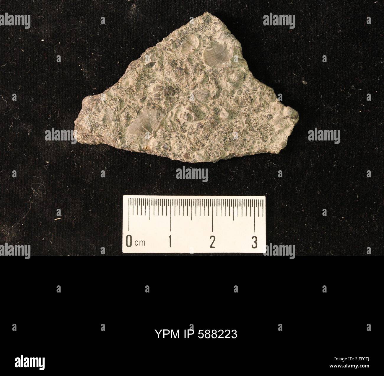 Leptobolus lepis Hall Stock Photo - Alamy