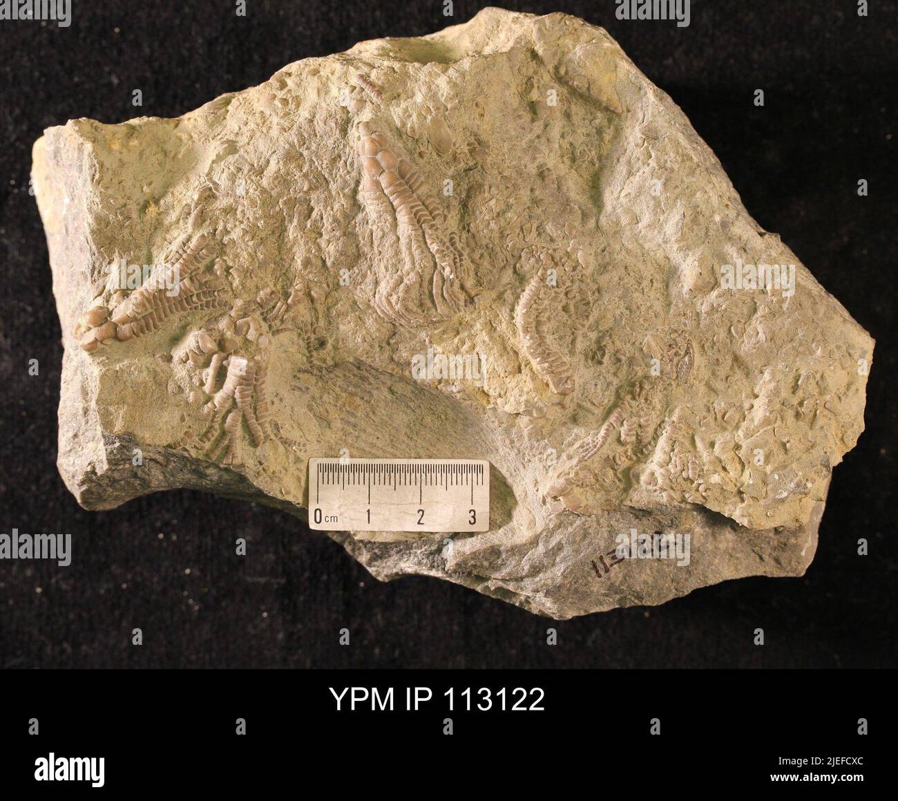 Polydactylus hi-res stock photography and images - Alamy