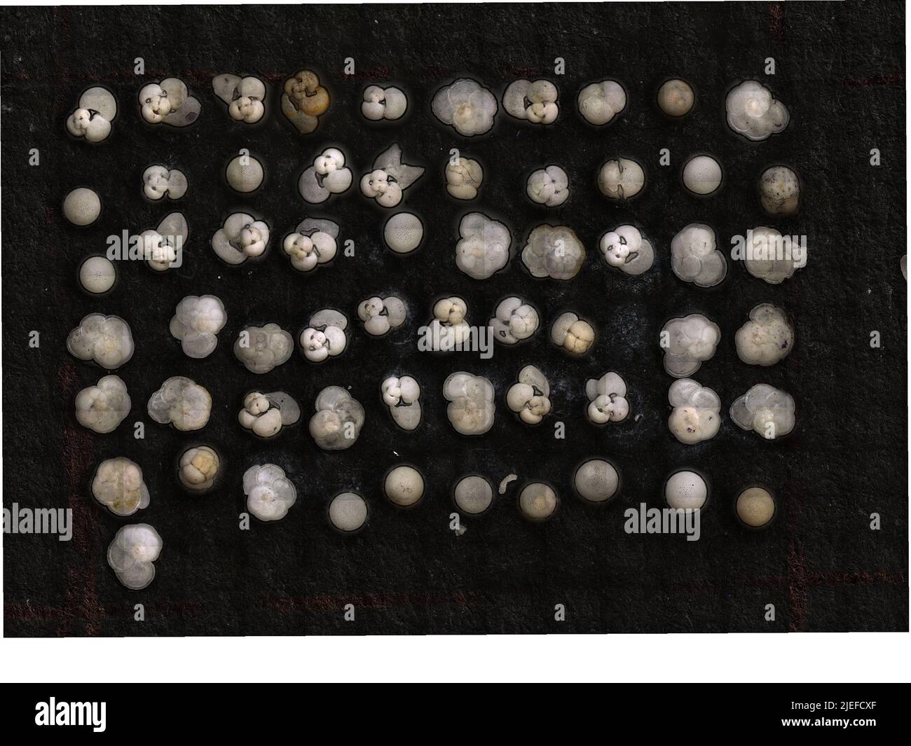 Sphaeroidinella dehiscens (Parker & Jones, 1865 Stock Photo - Alamy