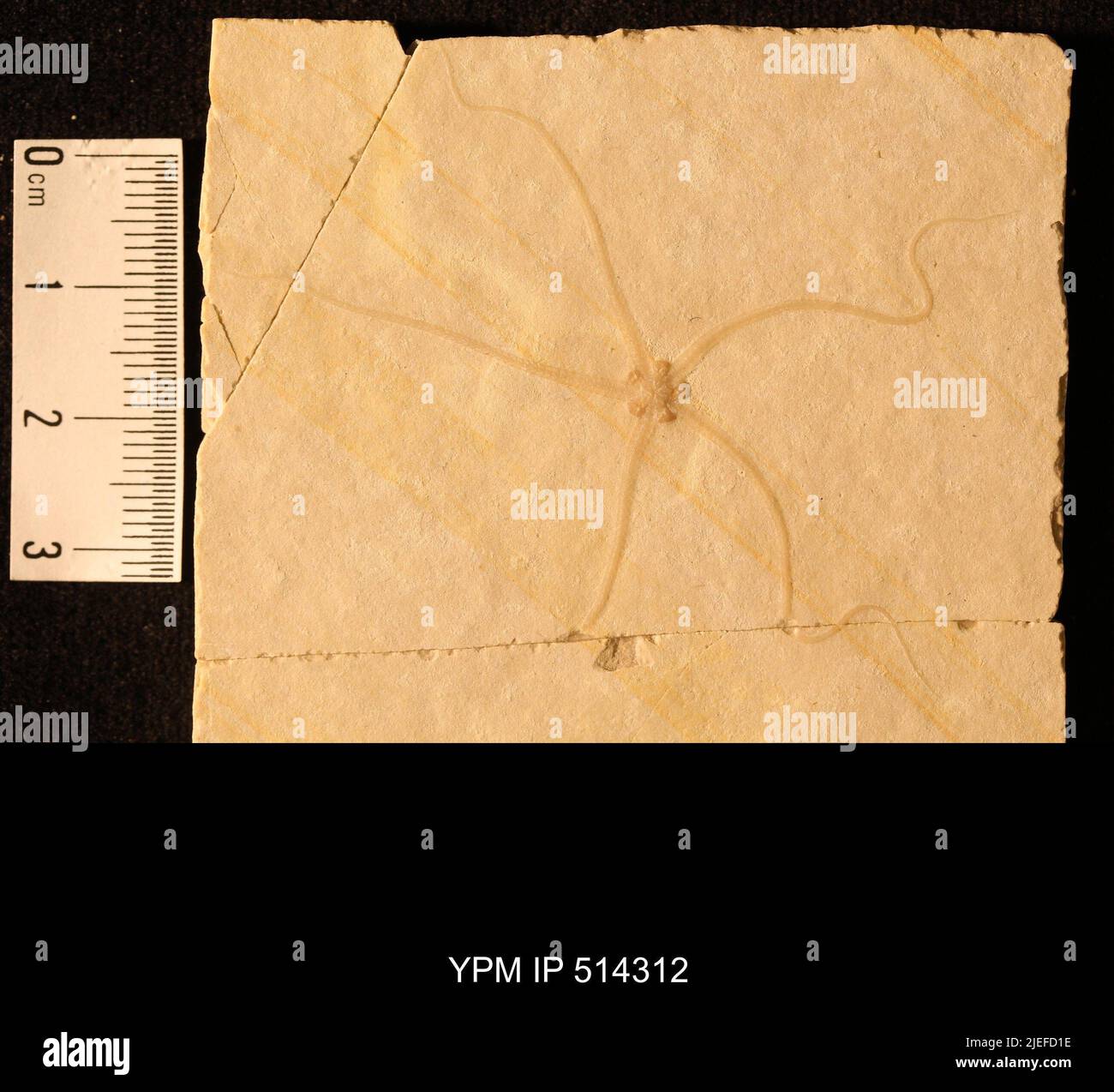 Geocoma carinata Münster, 1833 Stock Photo - Alamy