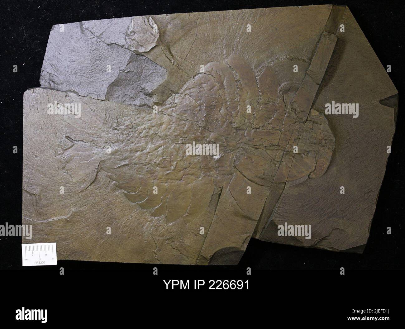 Anomalocaris fossil hi-res stock photography and images - Alamy