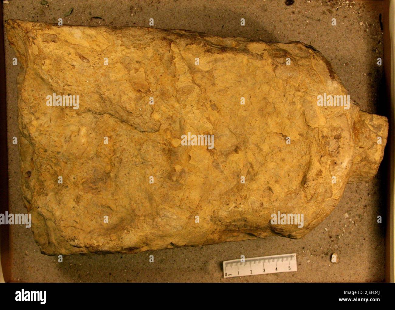 Endoceratoidea hi-res stock photography and images - Alamy