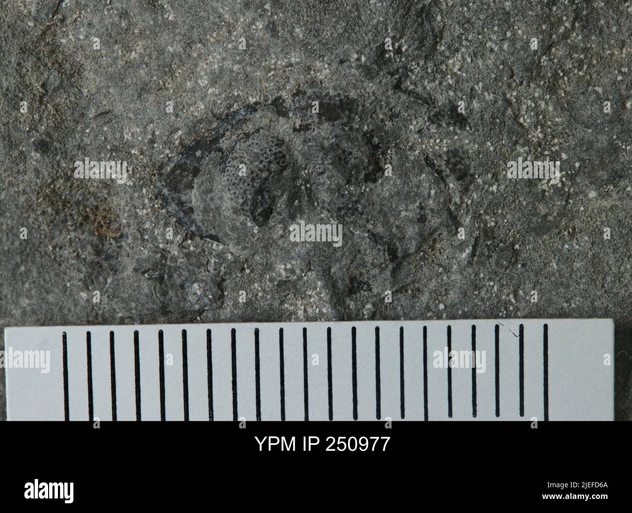 Paleozoic reconstruction hi-res stock photography and images - Alamy