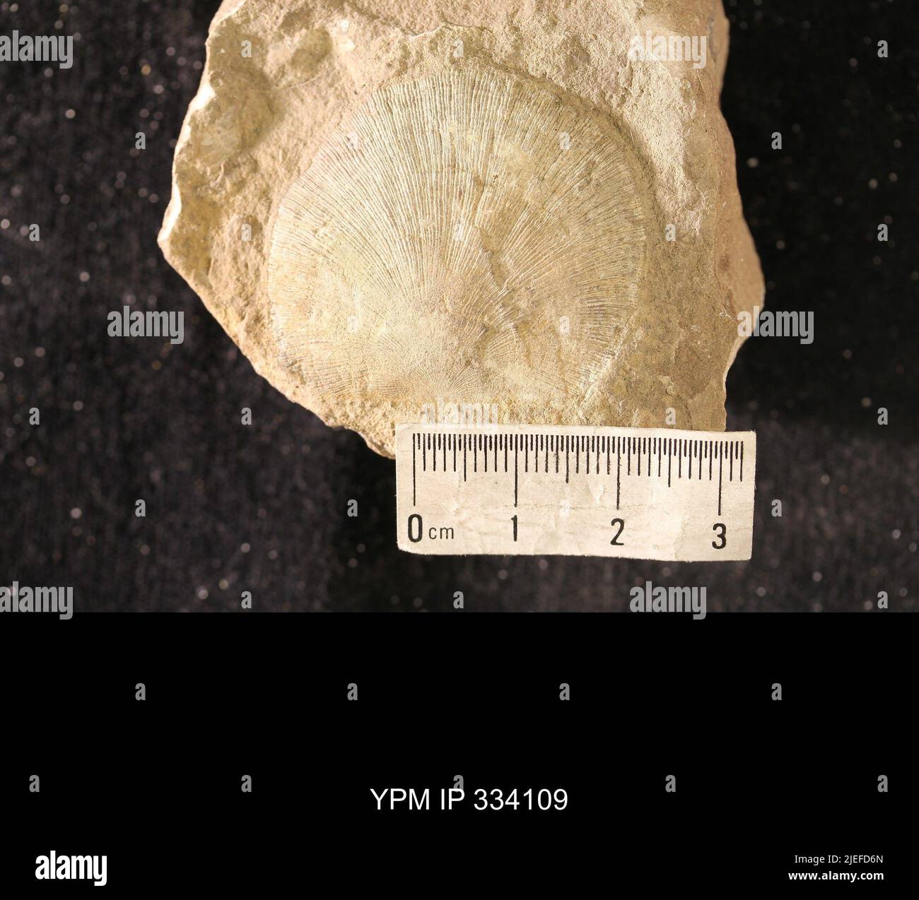 Rafinesquina hi-res stock photography and images - Alamy