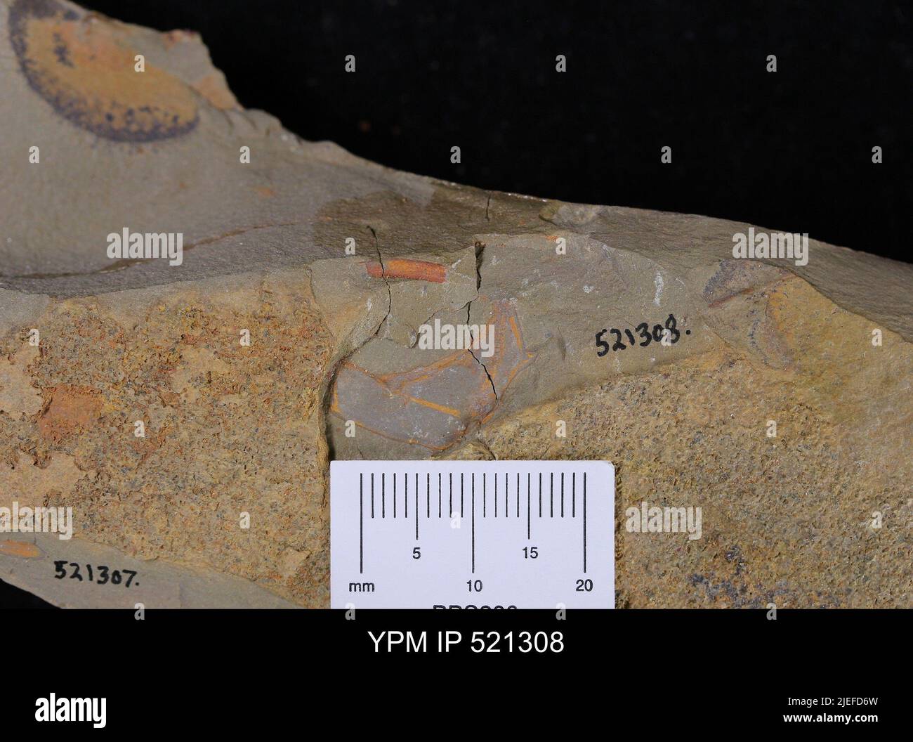 Cothurnocystis hi-res stock photography and images - Alamy
