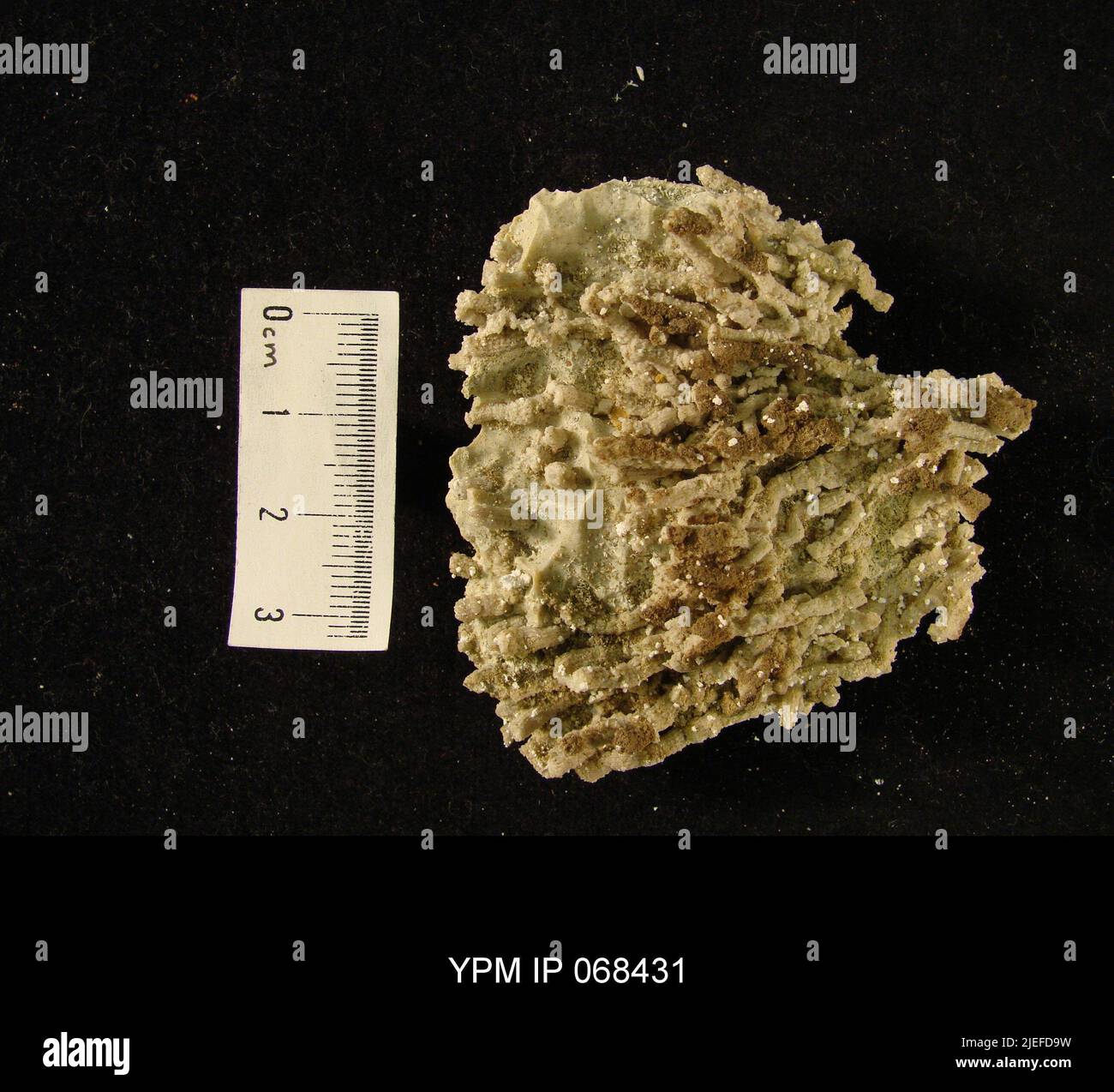 Syringopora hi-res stock photography and images - Alamy