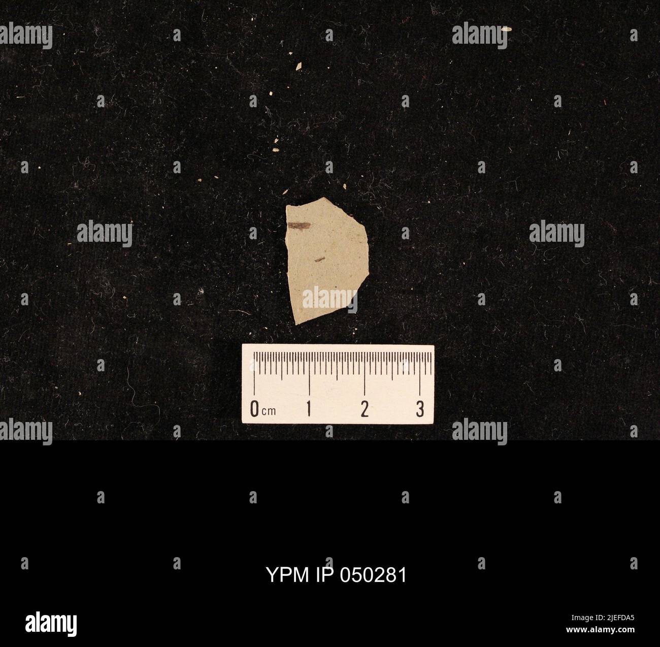 Hexapoda. IPC.01721: Colorado. Park County. paper sh unit of Antero ...