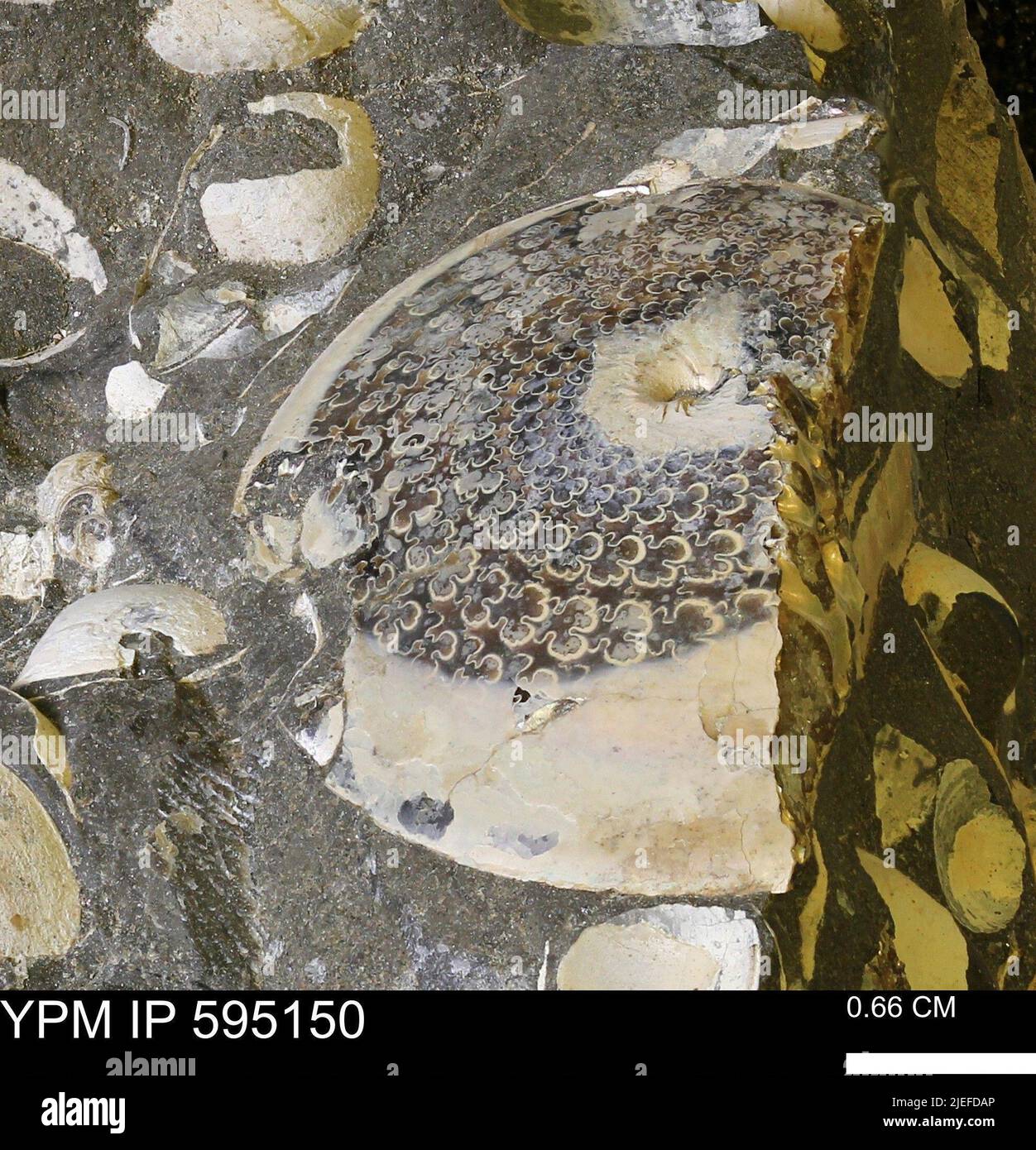 Sphenodiscus hi-res stock photography and images - Alamy