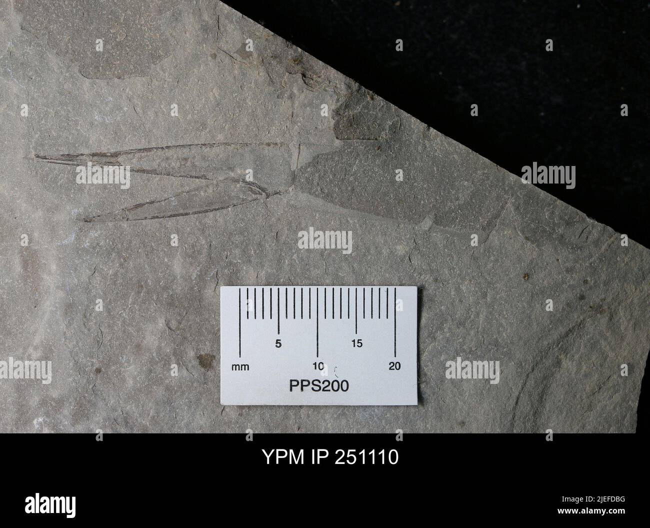 Phyllocarida hi-res stock photography and images - Alamy