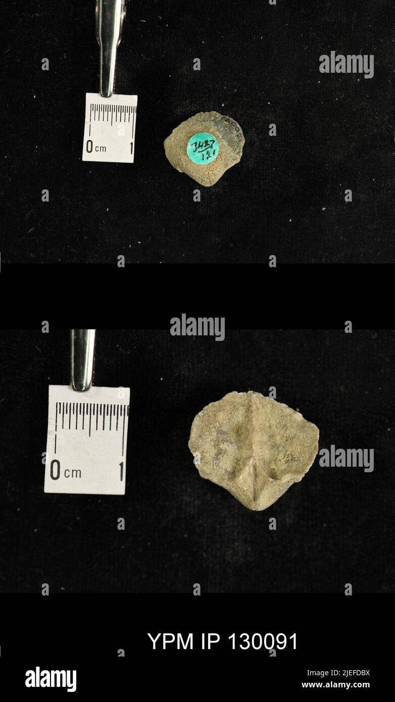 Pentamerida hi-res stock photography and images - Alamy