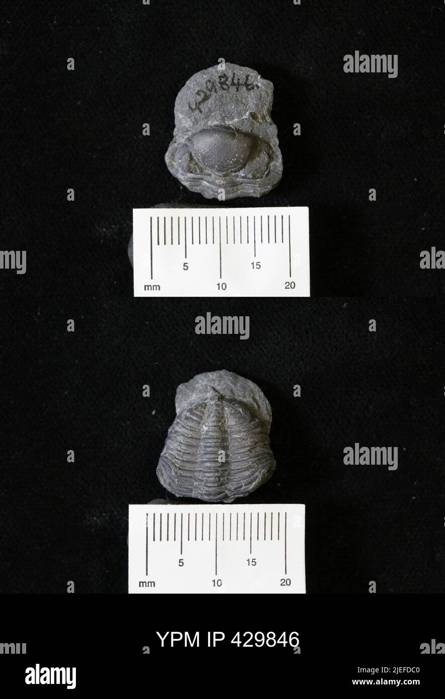 Eldredgeops rana (Green Stock Photo - Alamy