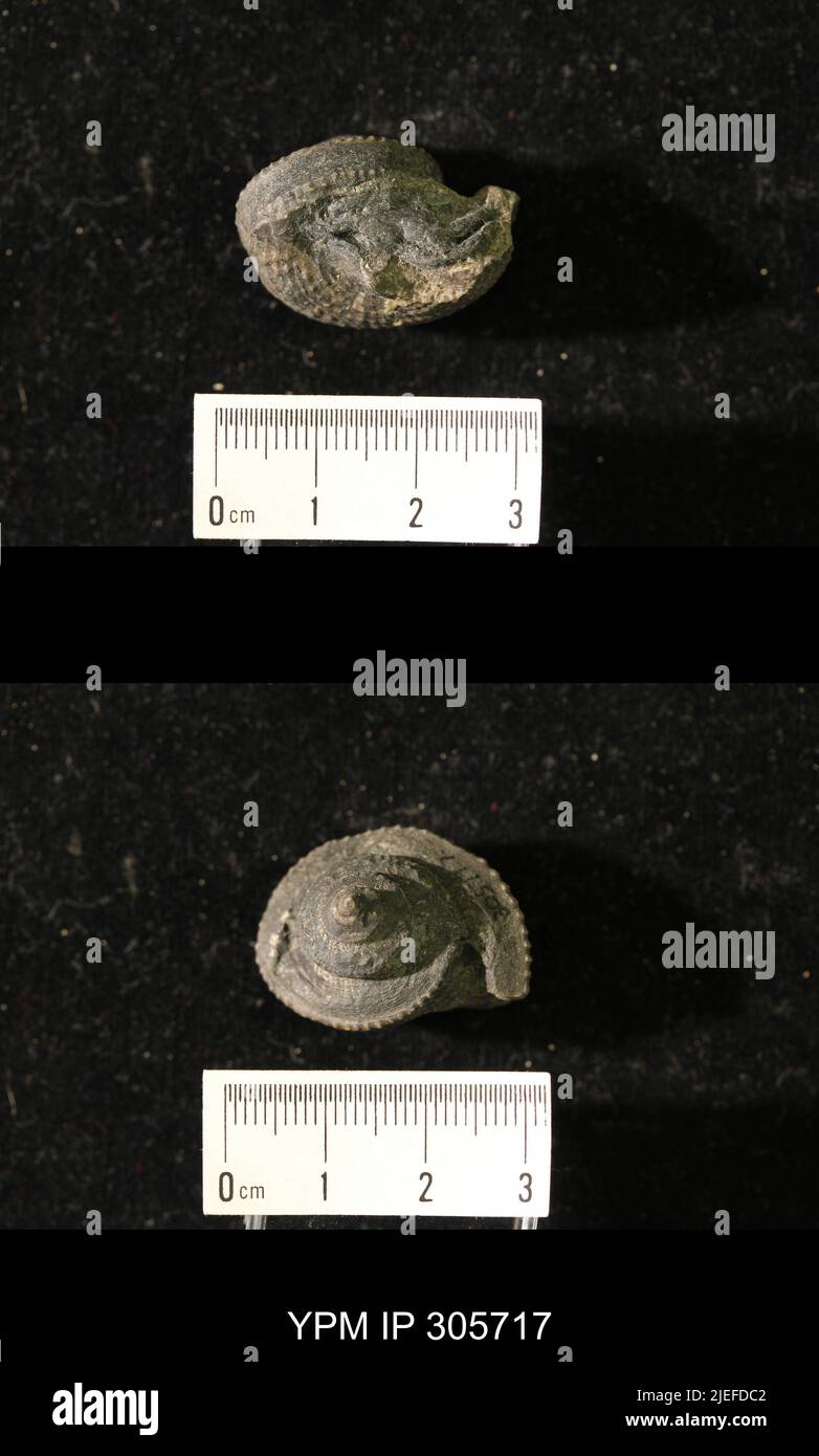 Worthenia tabulata conrad hi-res stock photography and images - Alamy