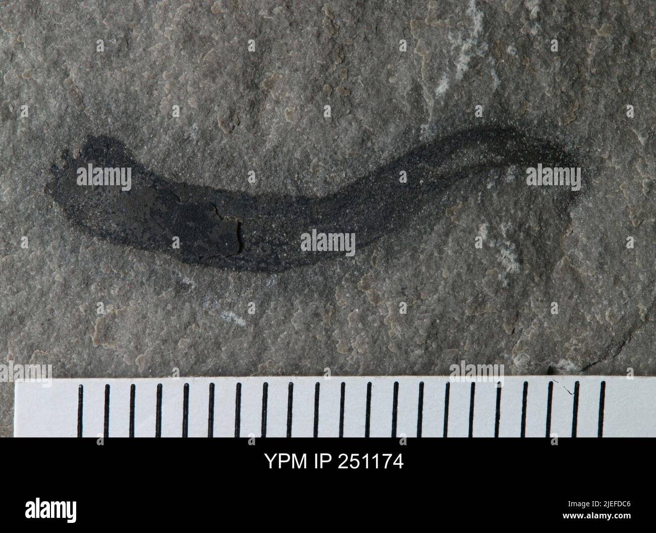 Cooksonia plants hi-res stock photography and images - Alamy