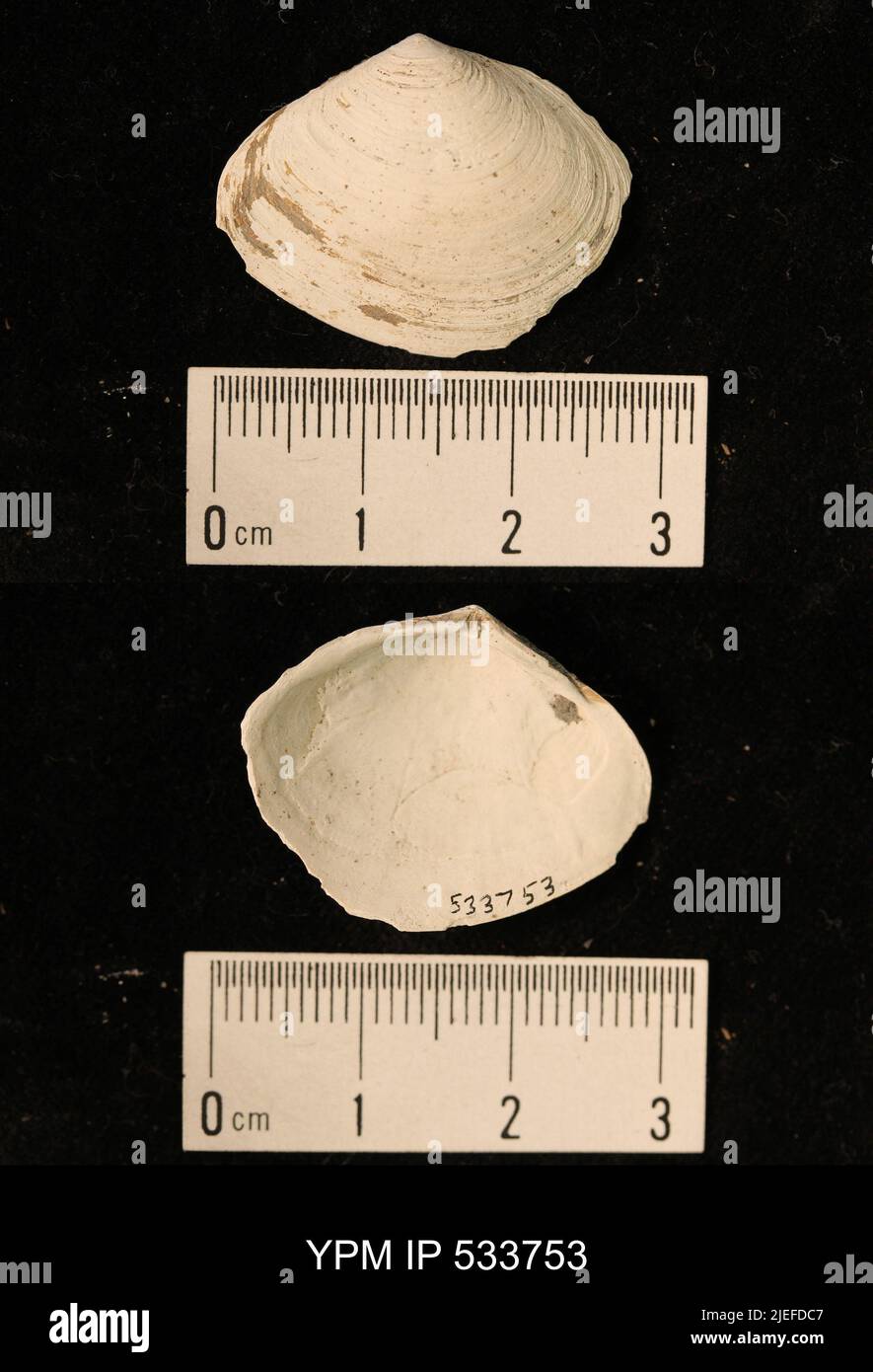 Tellina sp hi-res stock photography and images - Alamy