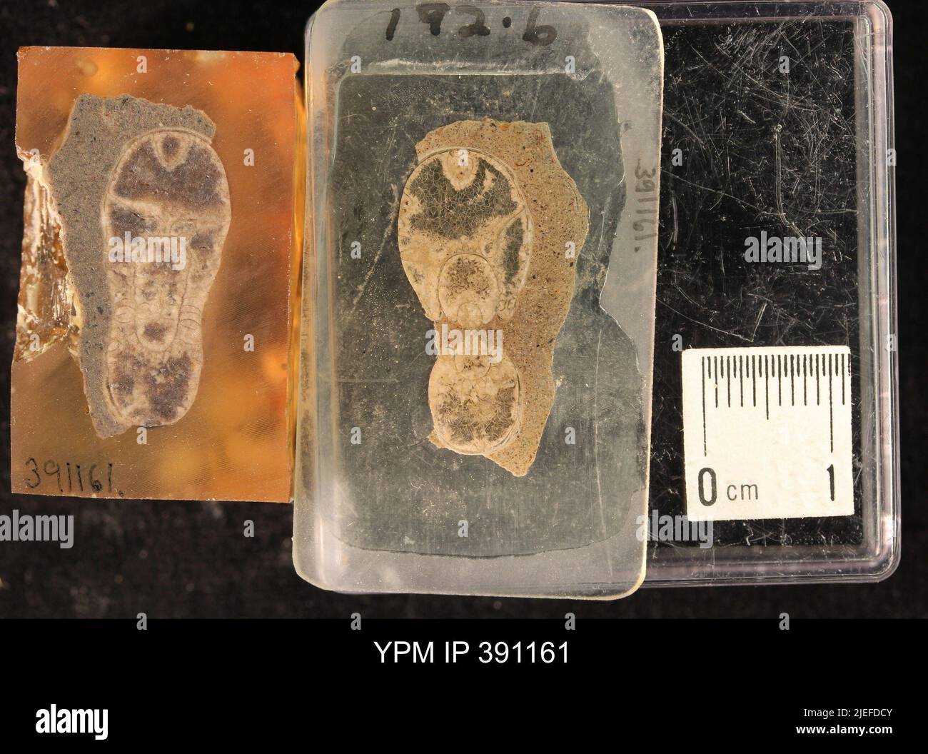 Scaphites whitfieldi Cobban Stock Photo - Alamy