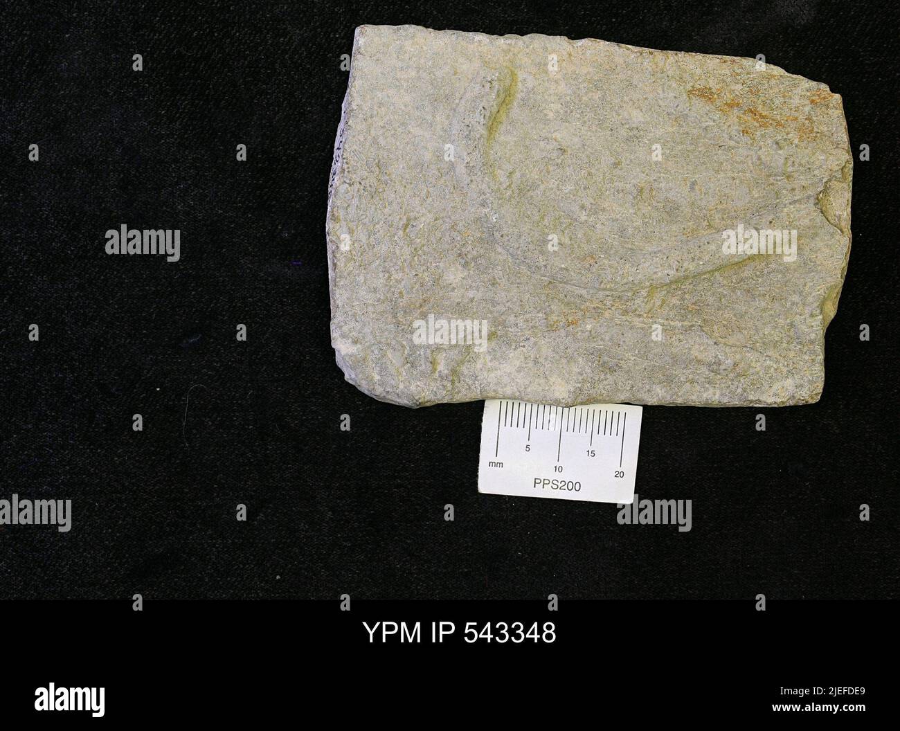 Ichnofossil invertebrate ichno hi-res stock photography and images - Alamy