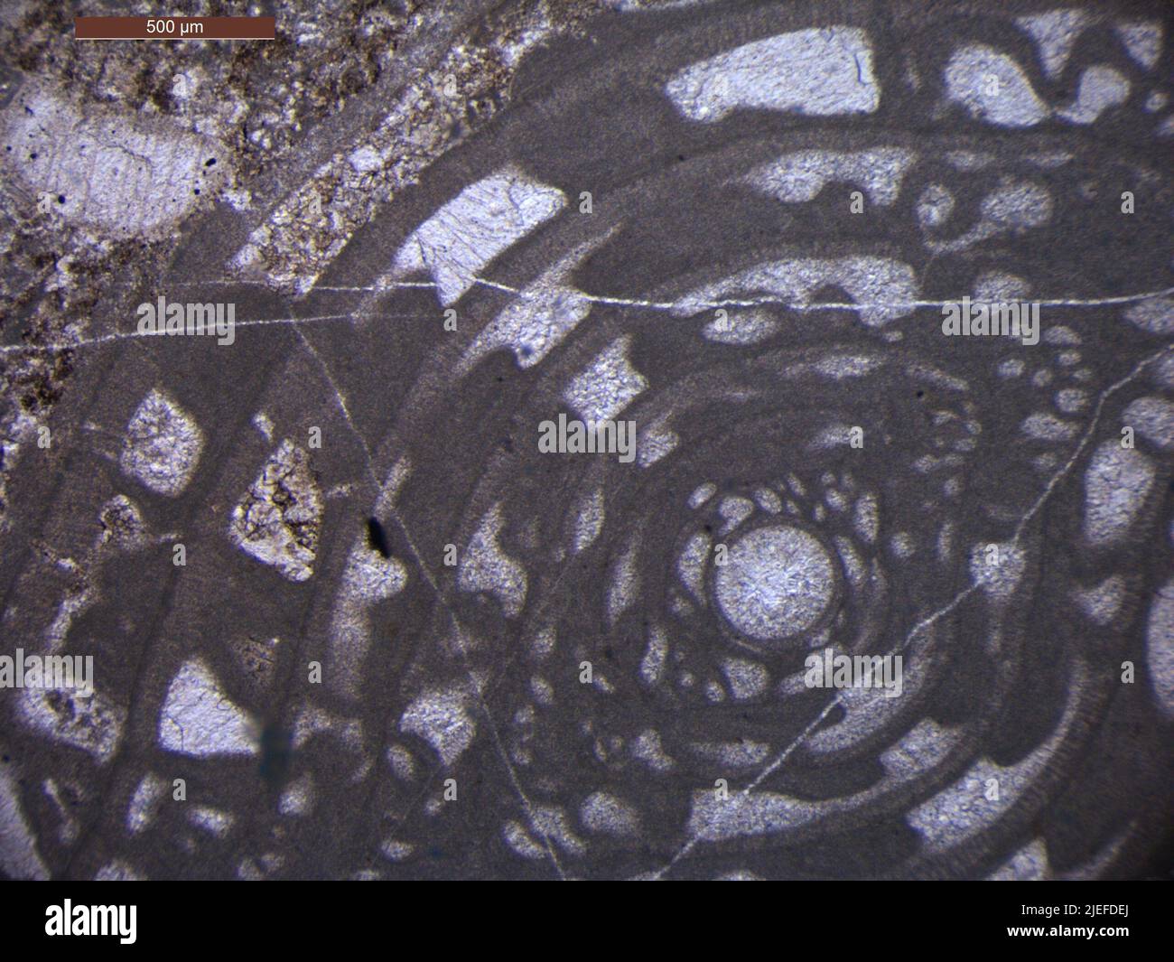 Triticites creekensis thompson hi-res stock photography and images - Alamy