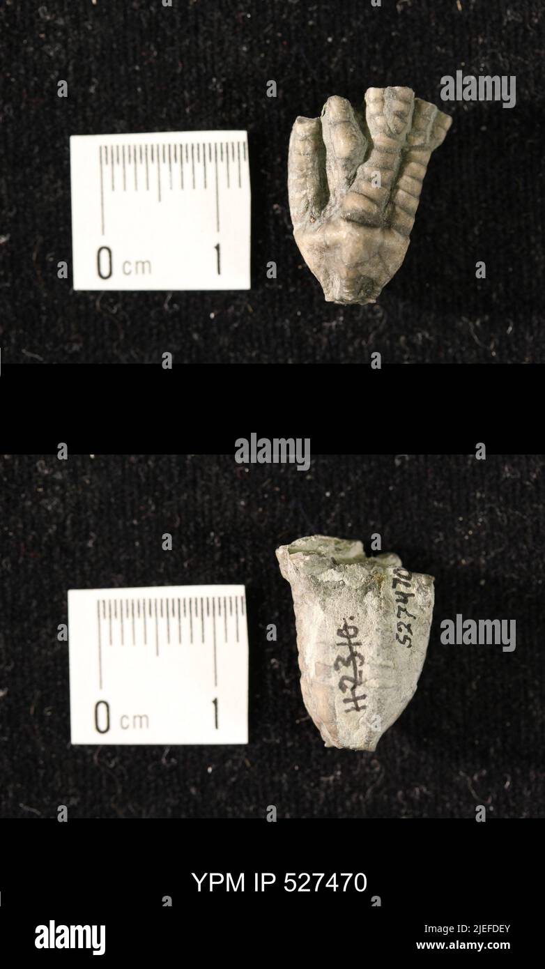 Iocrinus subcrassus (Meek & Worthen, 1865 Stock Photo - Alamy