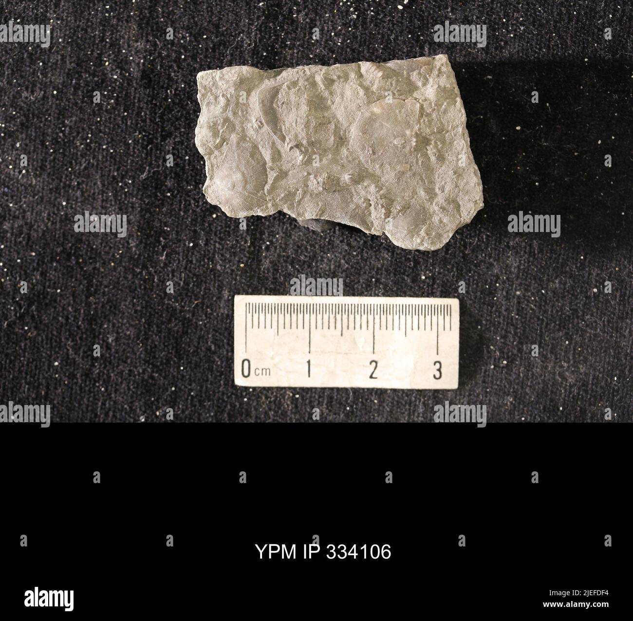 Rafinesquina squamula james hi-res stock photography and images - Alamy