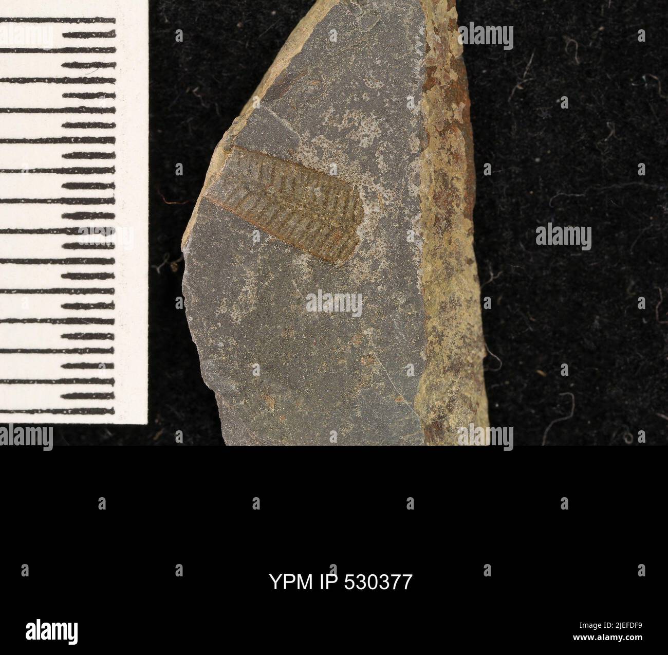 Pentremites sp animalia hi-res stock photography and images - Alamy