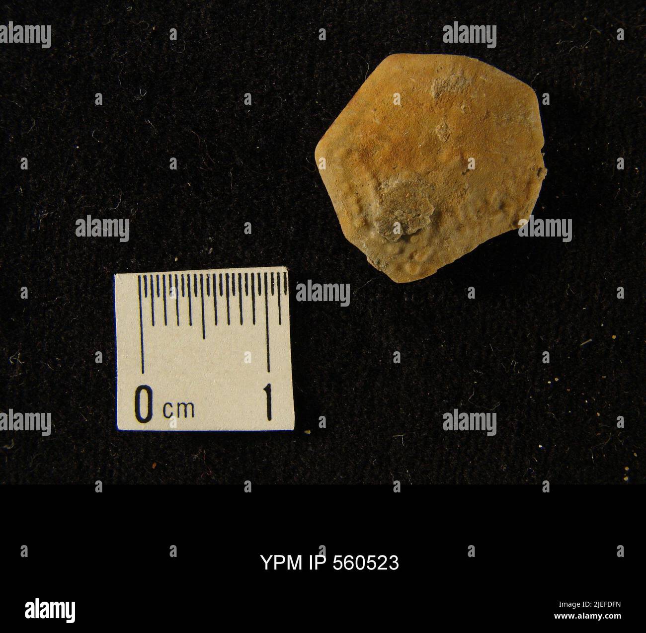 Cystoidea hi-res stock photography and images - Alamy