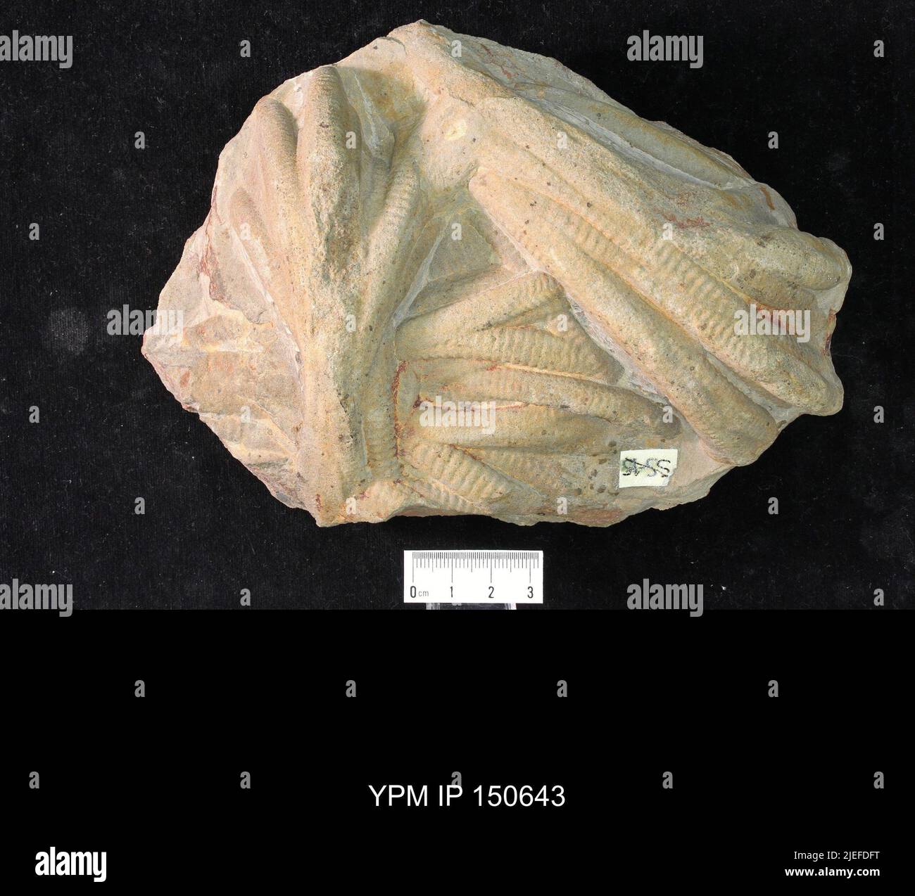 Arthrophycus harlani conrad ichnofossil hi-res stock photography and images - Alamy