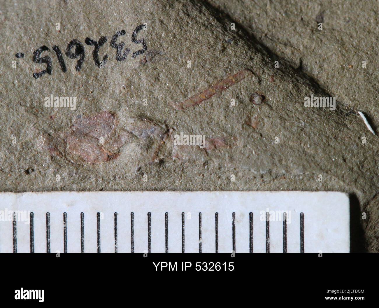 Homalozoa echinoderms hi-res stock photography and images - Alamy