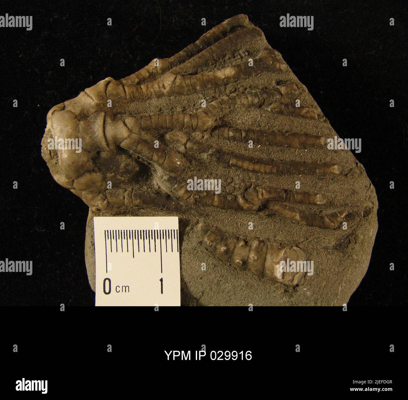 Abrotocrinus unicus hall animalia hi-res stock photography and images ...